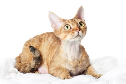 10 Orange Cat Breeds: An Overview (With Info & Pictures) | Hepper Pet ...