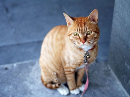 10 Orange Cat Breeds: An Overview (With Info & Pictures) | Hepper Pet ...