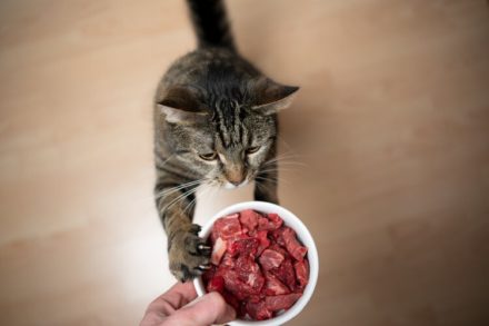 Tabby Cat: Info Pictures, Care, Traits & Facts | Hepper Pet Resources
