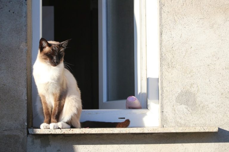 8 Different Types of Cat Tails (With Pictures) | Hepper Pet Resources