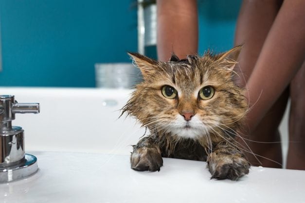 How to Give a Cat a Flea Bath in 6 Easy Steps (With Pictures) | Hepper ...