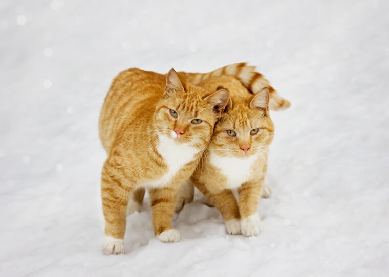 Do Cats Mate for Life? Reasons, Behavior, & Breeding | Hepper Pet Resources