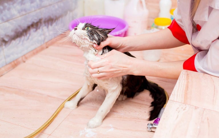 How to Wash a Cat Without Shampoo: 8 Great Alternatives | Hepper Pet ...