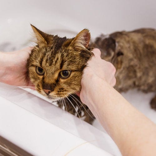 How to Make Homemade Cat Shampoo for Itchy Skin: 4 Vet-Reviewed Recipes ...