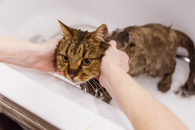 How to Wash a Cat Without Shampoo: 8 Great Alternatives | Hepper Pet ...