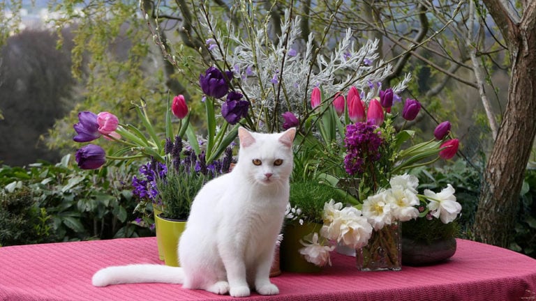 21 Cat Breeds That Like Water (With Info & Pictures) | Hepper Pet Resources