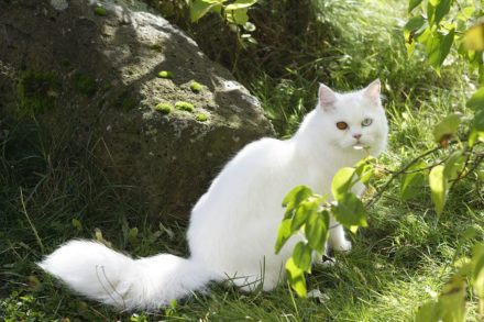 11 Incredible White Cat Facts You'll Be Surprised to Learn | Hepper Pet ...