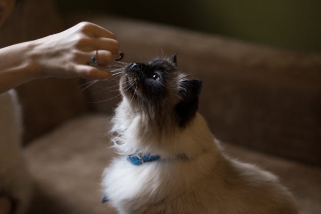How to Train a Cat: 6 Vet-Reviewed Tricks & Tips | Hepper Pet Resources