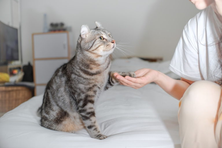 Cat Is Holding Their Paw Up When Sitting: 8 Vet-Reviewed Reasons Why ...
