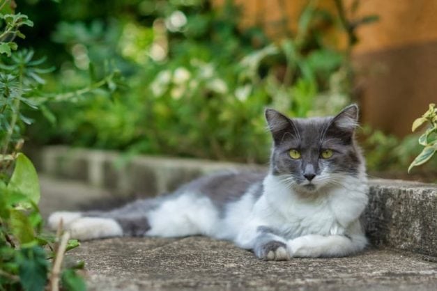 11 British Cat Breeds (With Info & Pictures) | Hepper Pet Resources