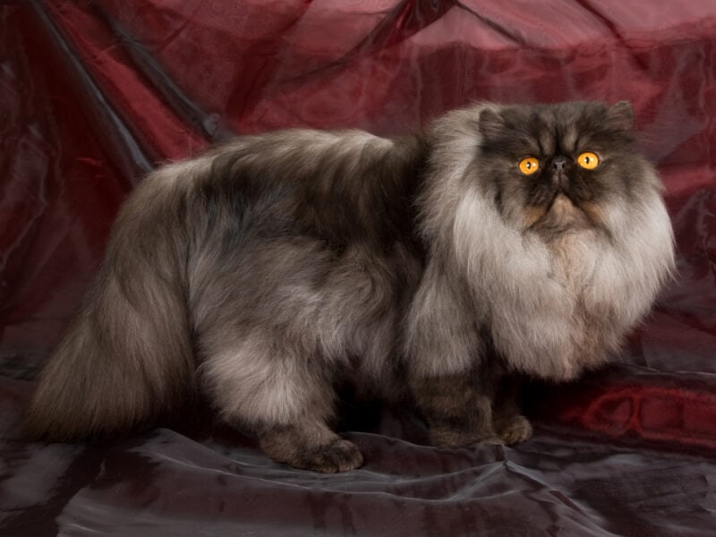 61 Types of Persian Cat Colors (With Info & Pictures) | Hepper Pet ...