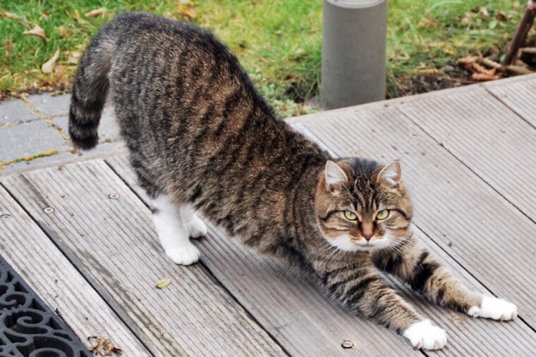 How Do Cats Mark Their Territory? 5 Common Ways Explained | Hepper Pet ...