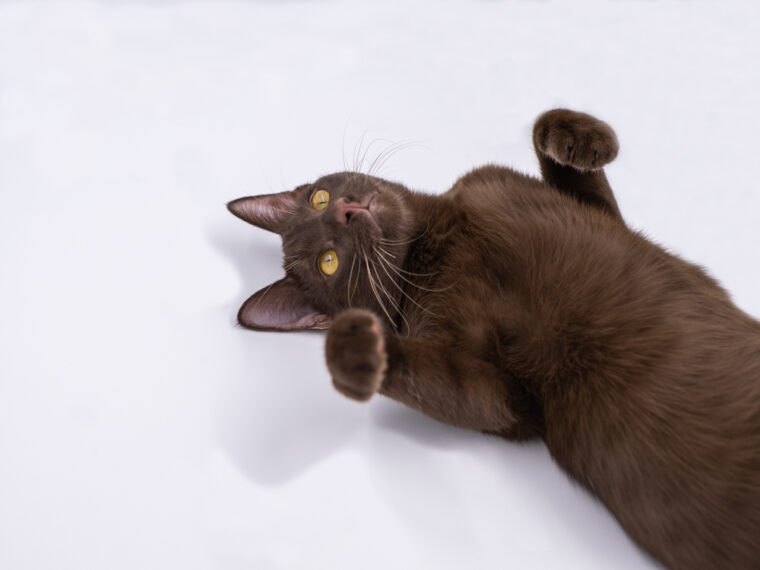 220 Cat Names That Start with P for Your Kitty | Hepper Pet Resources