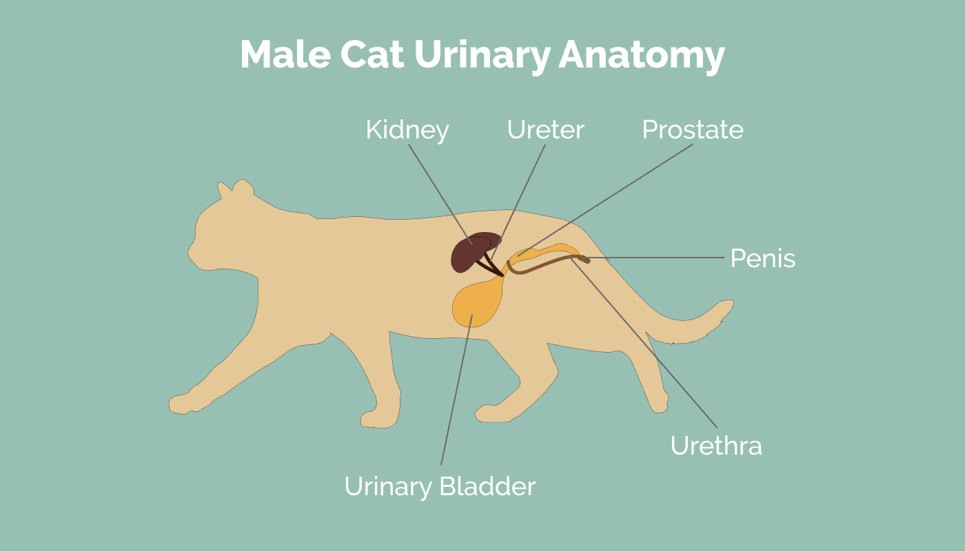 Where Do Cats Pee From? Vet Reviewed Feline Urinary Anatomy (With ...