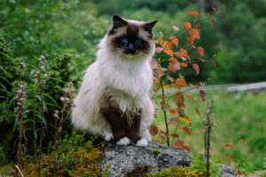 20 Calm Cat Breeds (With Info & Pictures) | Hepper Pet Resources