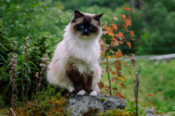 20 Calm Cat Breeds (With Info & Pictures) | Hepper Pet Resources