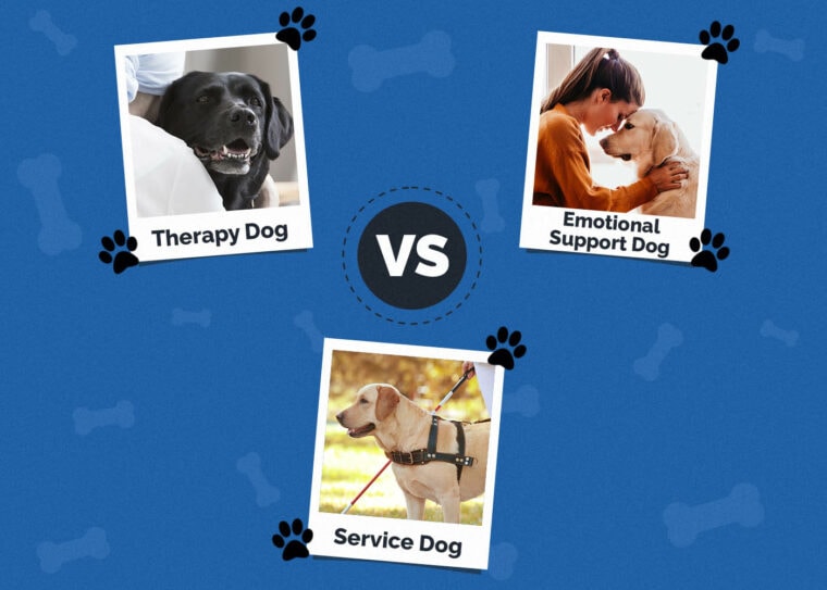 What Does an Emotional Support Dog Do? How They Help Humans | Hepper ...