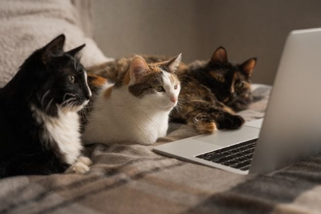 8 Best Cat Websites in 2026: Fun & Educational Resources | Hepper Pet ...