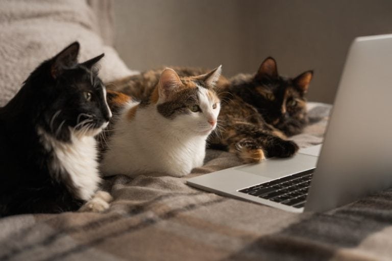 8 Best Cat Websites in 2025: Fun & Educational Resources | Hepper Pet ...