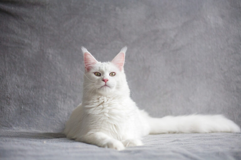 10 White Cat Breeds: Info, Pictures, Characteristics & More | Hepper ...
