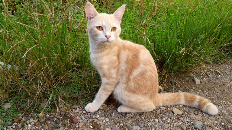 16 Skinny Cat Breeds (With Info & Pictures) | Hepper Pet Resources
