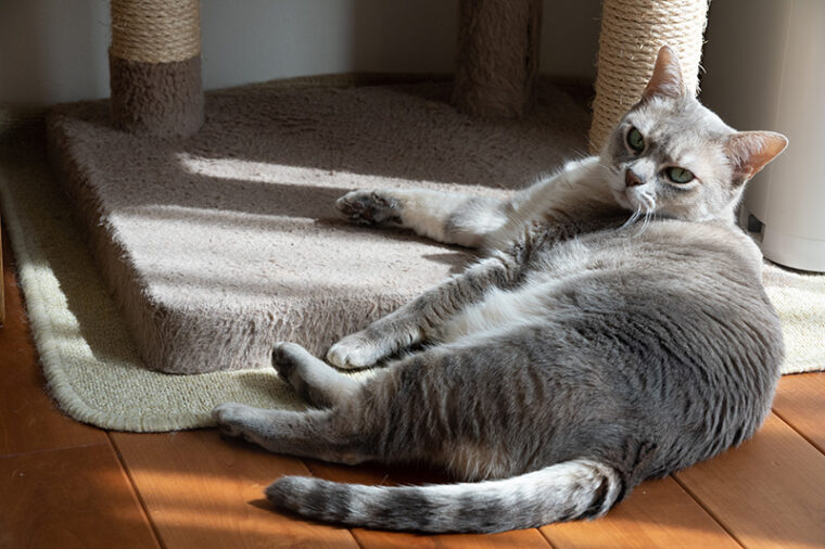 16 Skinny Cat Breeds (With Info & Pictures) | Hepper Pet Resources