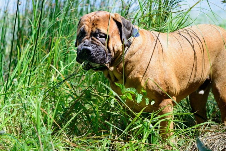 What Were Mastiffs Bred For? Breed History Explained | Hepper Pet Resources