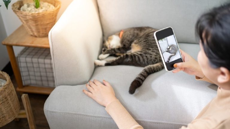 17 Top Instagram & TikTok Celebrity Cats: The Biggest Names on the ...