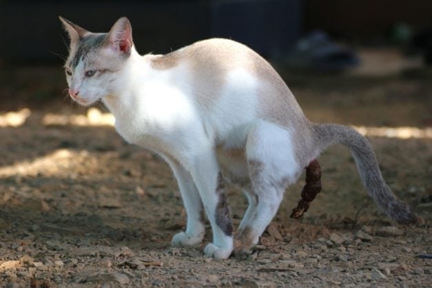 11 Likely Reasons Why Your Cat Smells Bad: What to Do About It ...