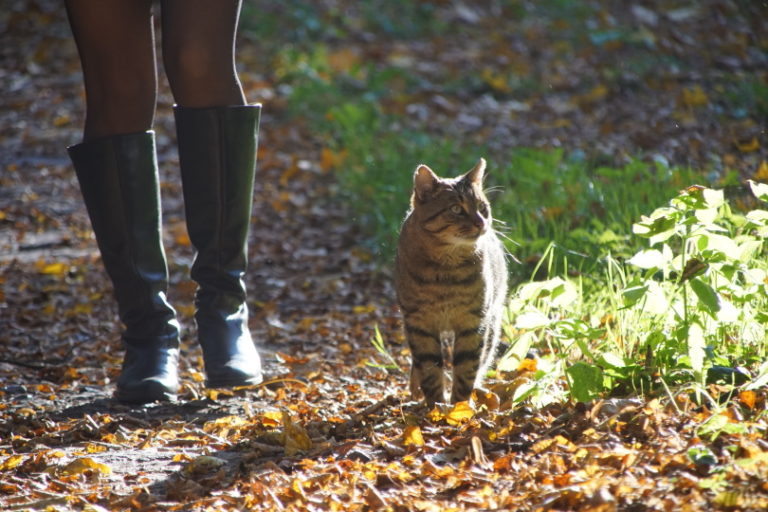Why Do Stray Cats Like Me? 6 Likely Reasons | Hepper Pet Resources