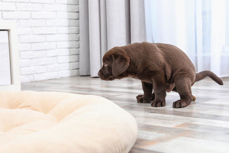 Why Does My Dog’s Poop Smell So Bad? 10 Possible Causes & Remedies ...