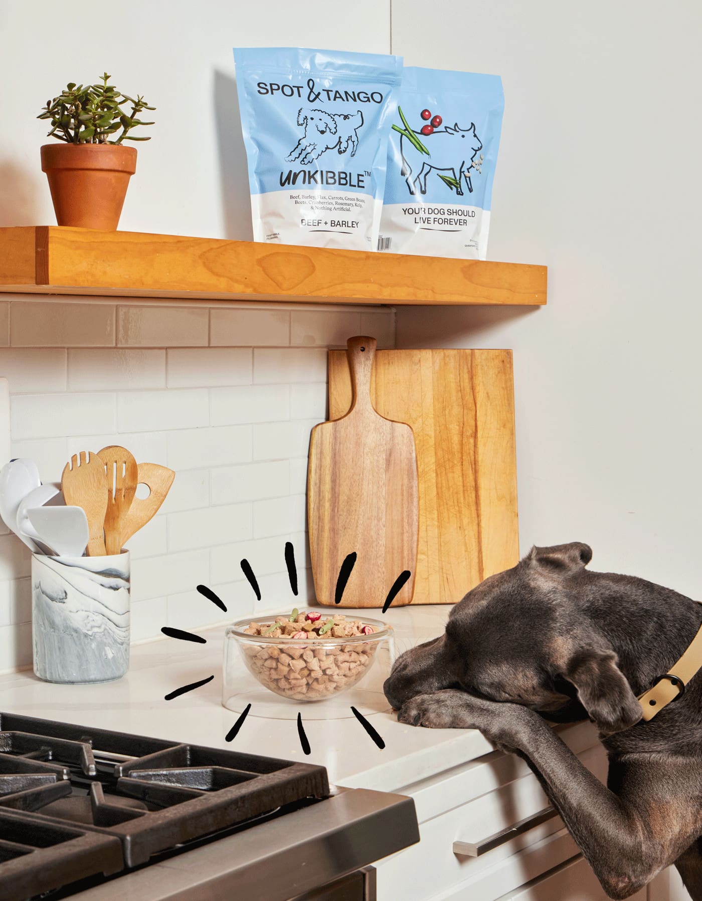 Sundays vs Spot & Tango Dog Food: 2026 Comparison | Hepper Pet Resources