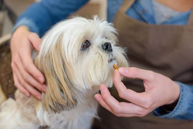 Is Bee Pollen Good For Dogs? Vet Reviewed Benefits, Risks & FAQ ...