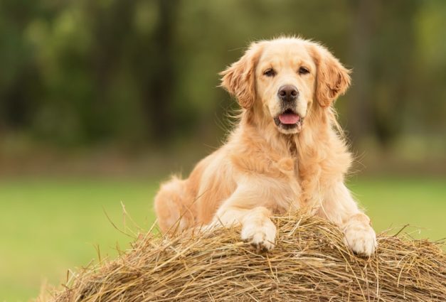 14 Most Popular Dog Breeds in California (2026 Update) | Hepper Pet ...