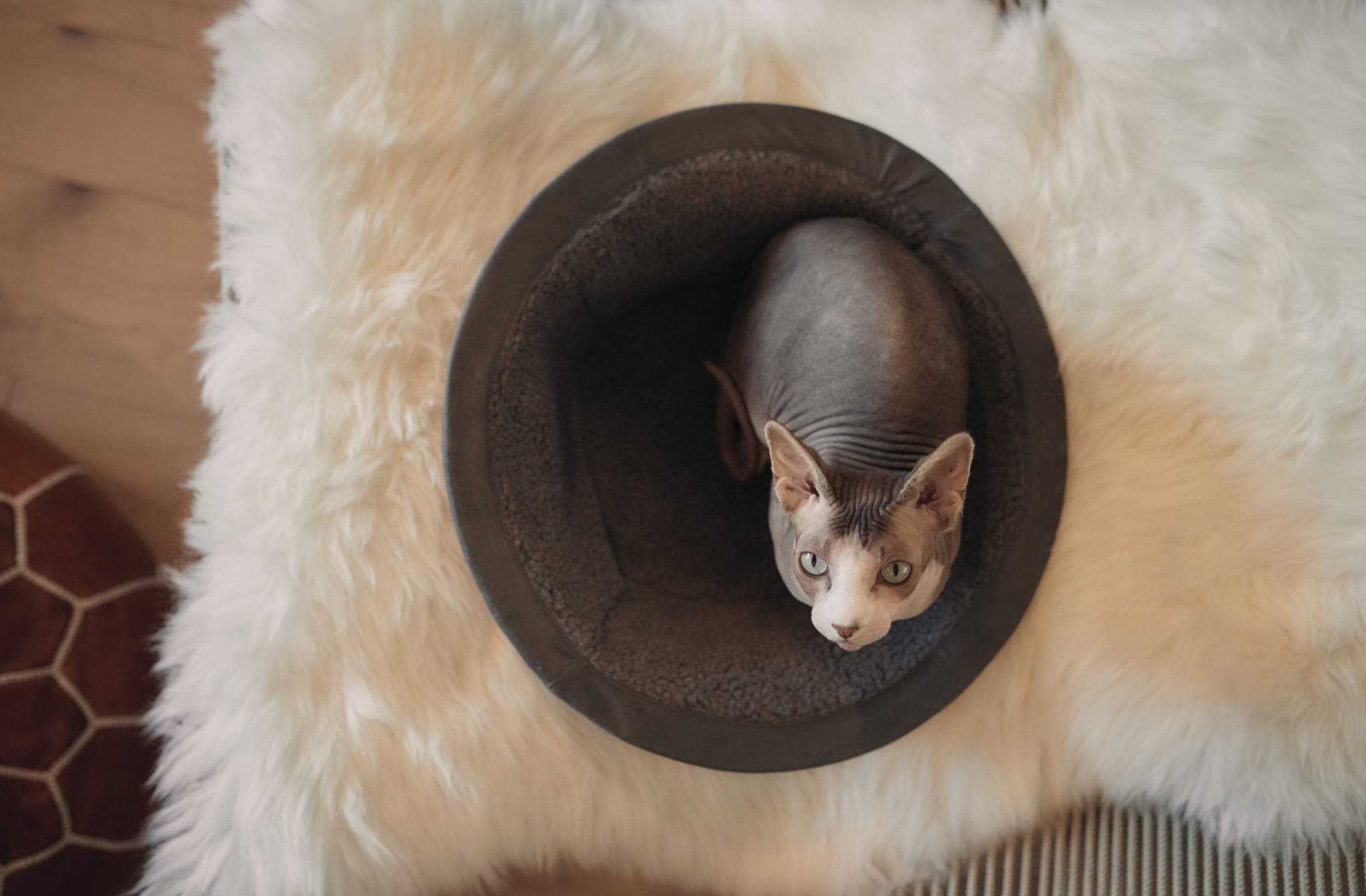 6 Best Modern Cat Beds - 2026 Reviews & Top Picks | Hepper Pet Resources