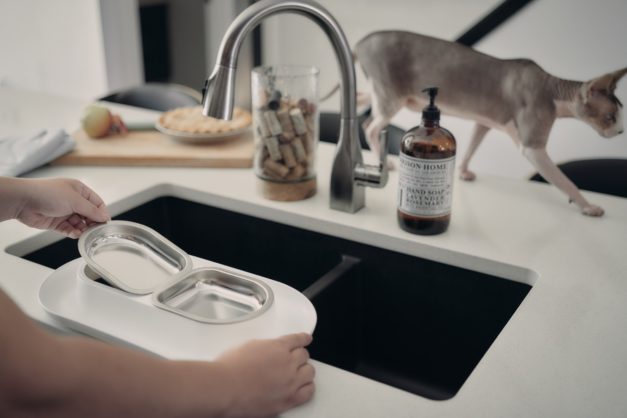 Sphynx Cat Grooming: Step-by-Step Vet-Approved Guide | Hepper Pet Resources