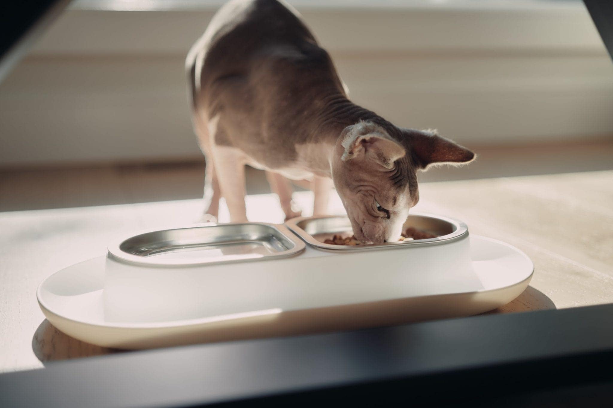 7 Smalls Cat Food Alternatives (2026): Which Is Better? | Hepper Pet ...