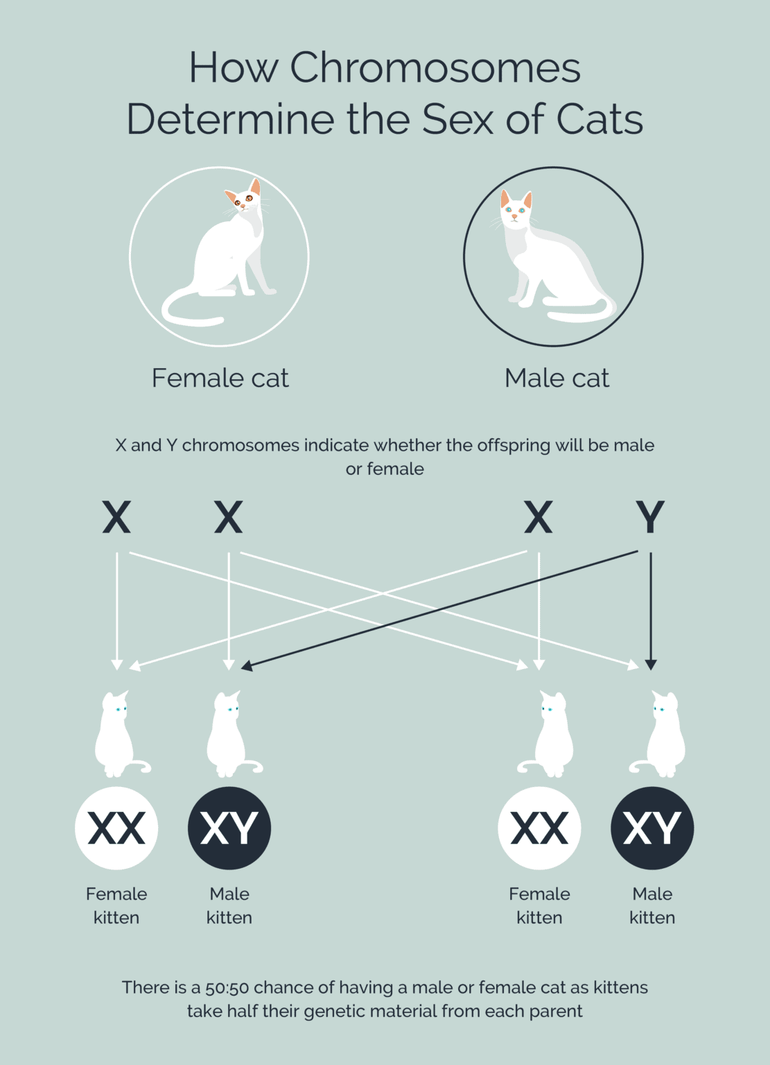 Cat Coat Genetics 101: Explaining the Essentials (Vet Reviewed ...