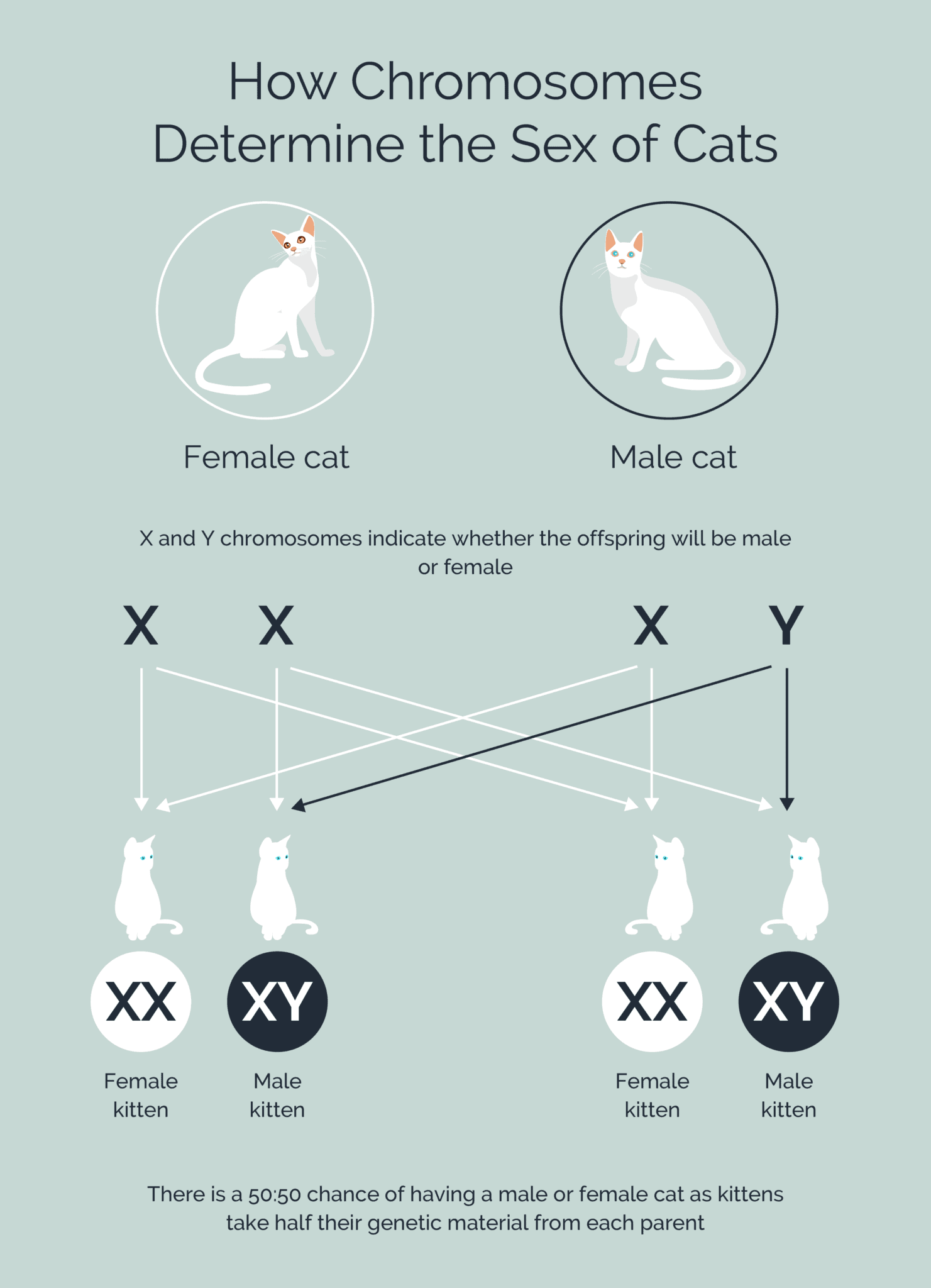 Cat Coat Genetics 101: Explaining the Essentials (Vet Reviewed ...