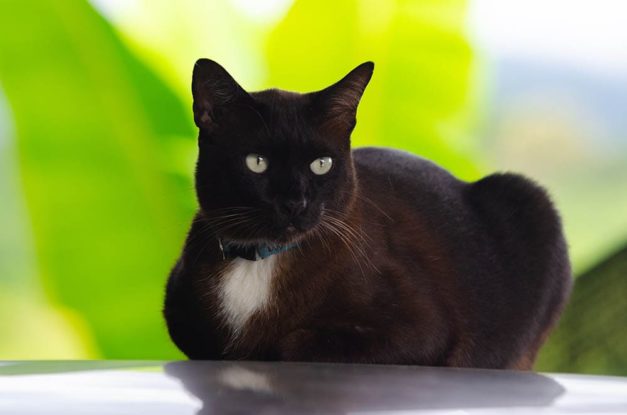 Korn Ja Cat: Info, Pictures, Characteristics & Facts | Hepper Pet Resources