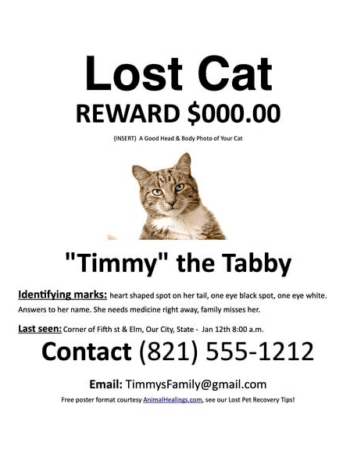 How To Make a Missing Cat Poster: 7 Templates & What To Include ...