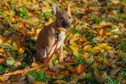 10 Most Popular Dog Breeds in Mexico (With Info & Pictures) | Hepper ...