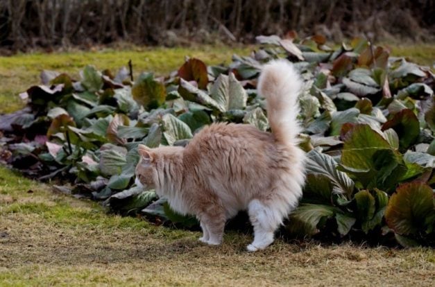 Where Do Cats Pee From? Vet Reviewed Feline Urinary Anatomy (With ...