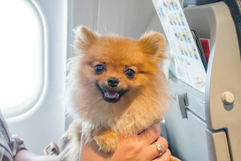 Does JetBlue Allow Dogs? 2025 Update & Tips | Hepper Pet Resources