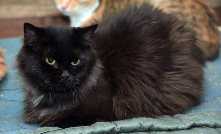 25 Famous Cats From History & Today (2026 Update) | Hepper Pet Resources