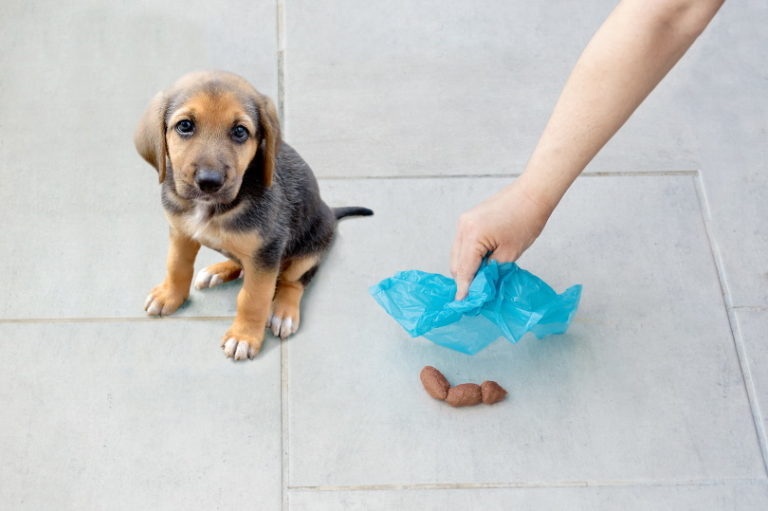 Why Won’t My Dog Poop Outside? 8 Possible Reasons & Solutions | Hepper ...