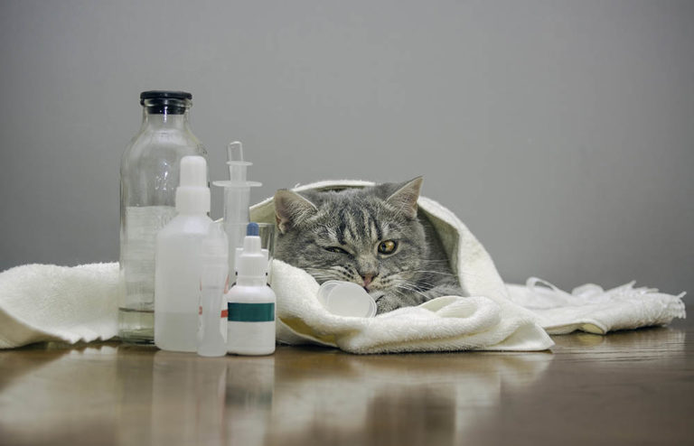 How to Tell if a Cat Has Internal Bleeding (Vet Answer) | Hepper Pet ...