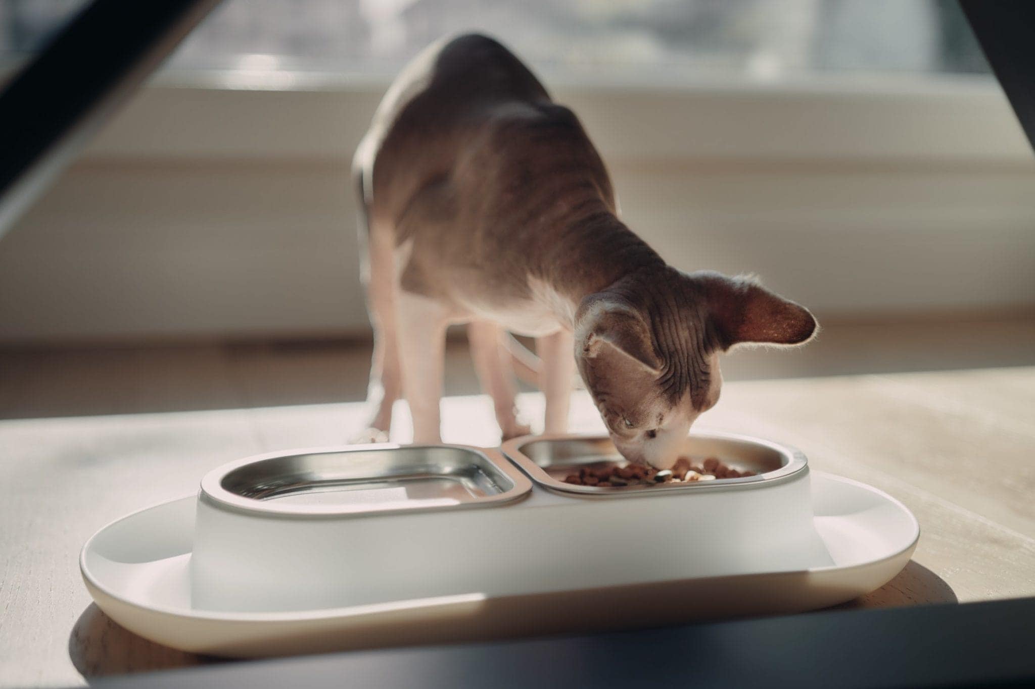7 Best Luxury & Modern Cat Bowls in 2026 - Reviews & Top Picks | Hepper ...