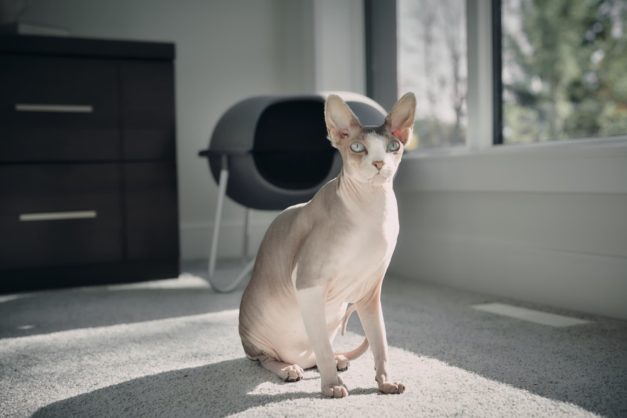 Sphynx Cat Grooming: Step-by-Step Vet-Approved Guide | Hepper Pet Resources