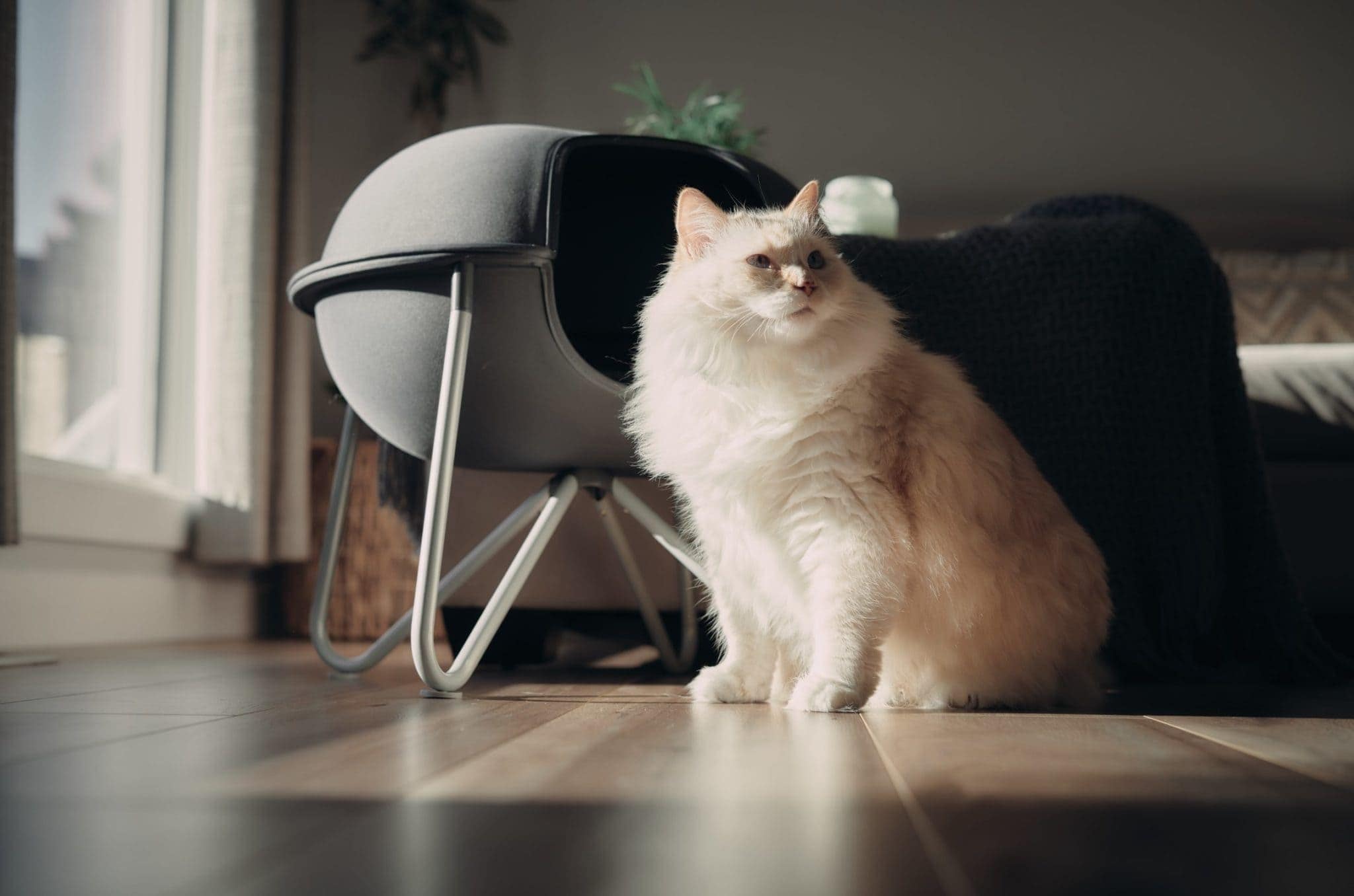 16 Inexpensive Cat Breeds (With Info & Pictures) | Hepper Pet Resources